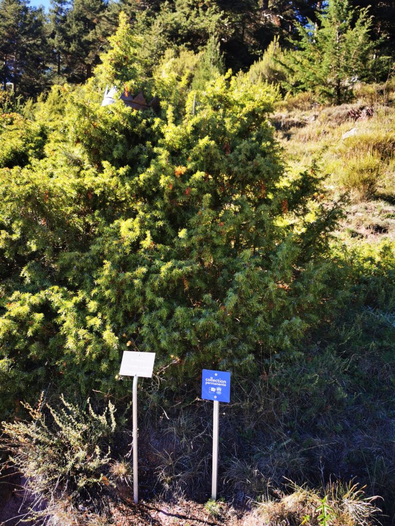 2022 : Collection Permanente à l’Arboretum de Roure – no-made